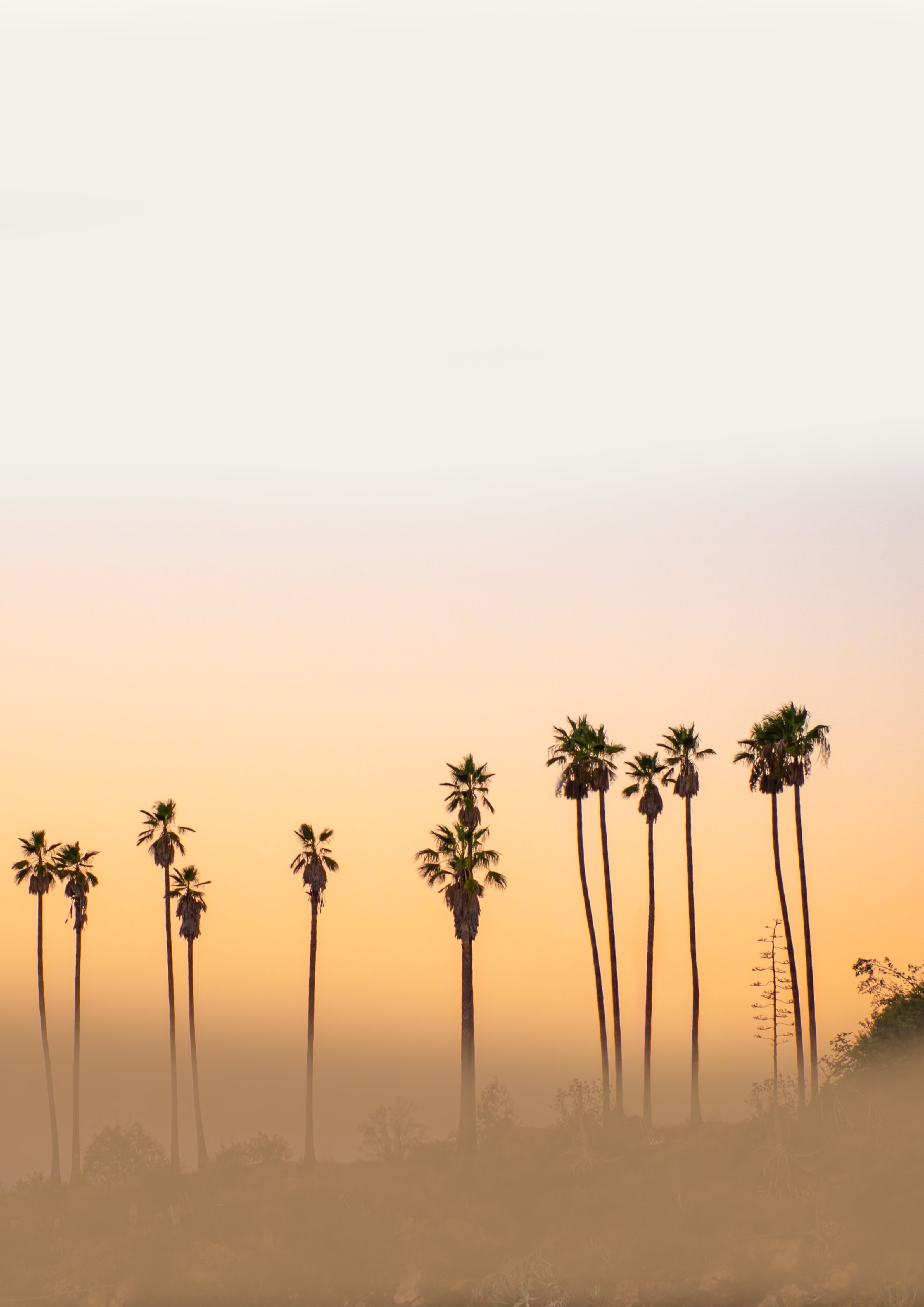 Miami Sunrise – Ellisimo UAE